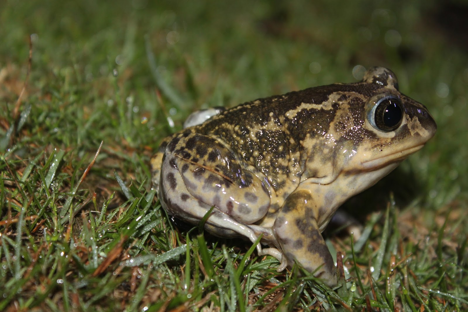 Fauna da Gallaecia: Sapos de esporóns (Pelobates cultripes) nas ...