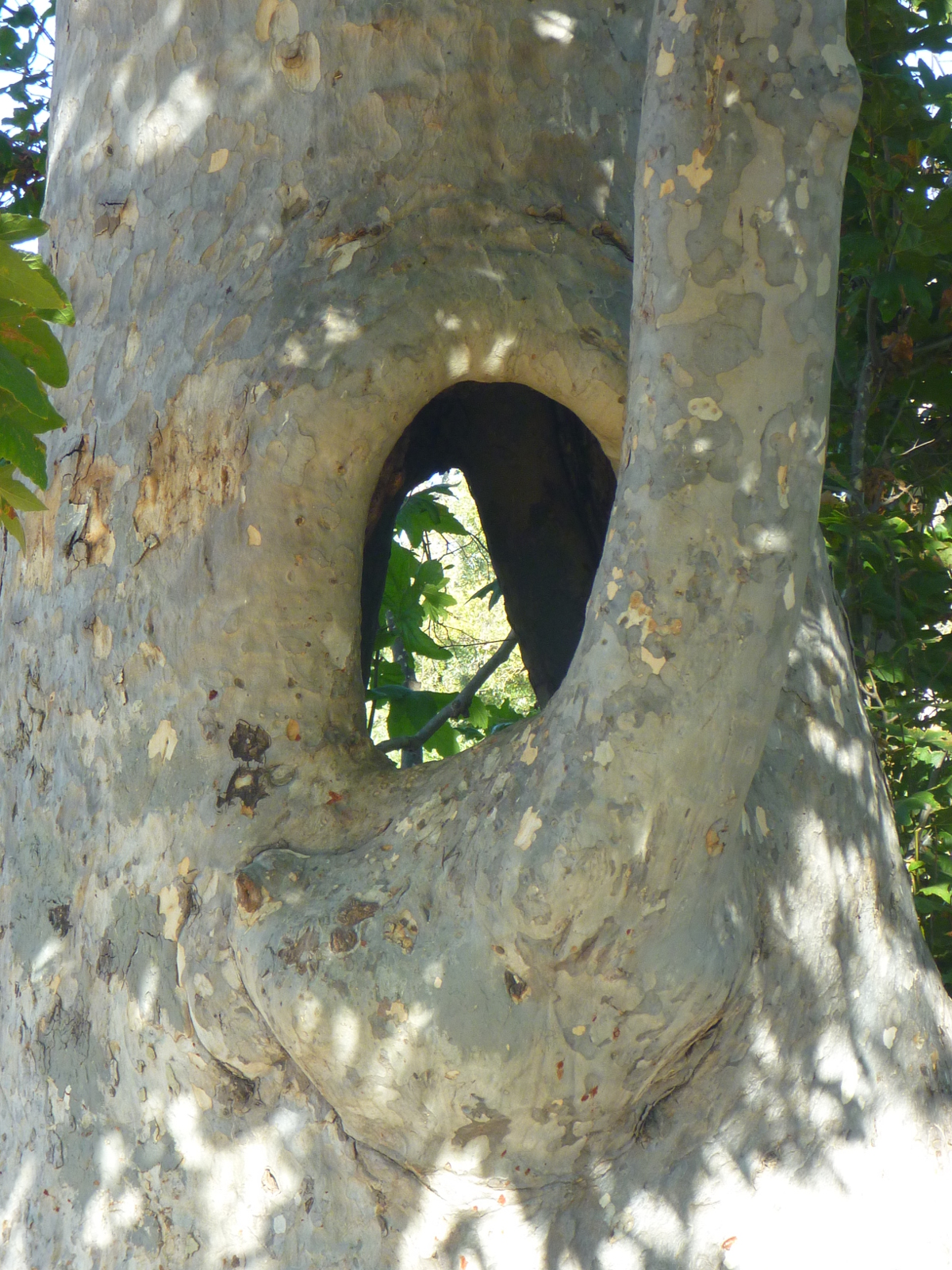 Trailing Ahead: The Hobbit Tree in Sycamore Grove Park