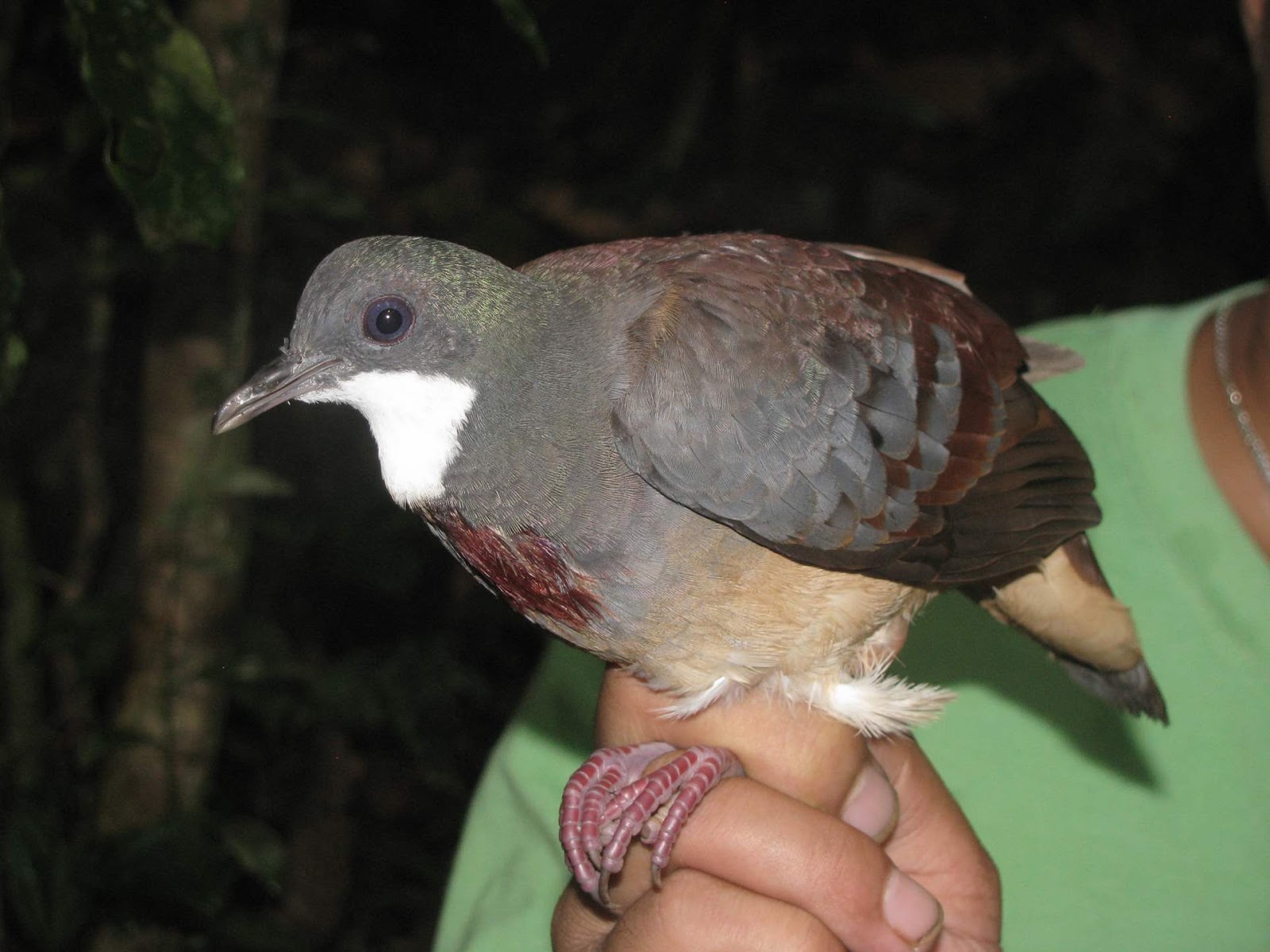 Stuart Marsden's Conservation Research Group: Philippines protected ...