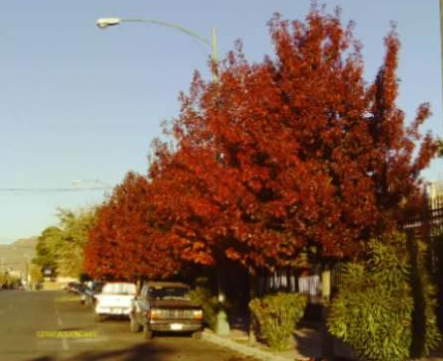 Consultoria Experta en negocios de Agricultura, Ganaderia y Forestales ...