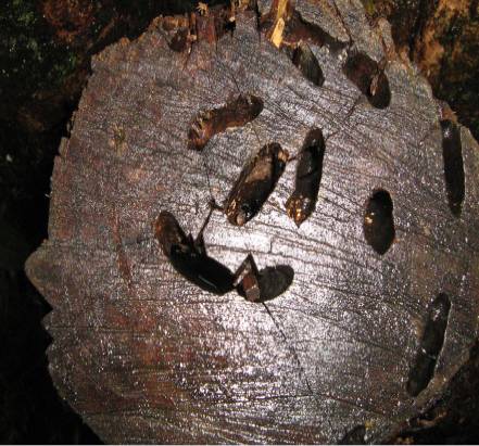 Macam Status Angkola Facebook: ULOK NI CONGKE (PENGGEREK CENGKEH), HAMA ...