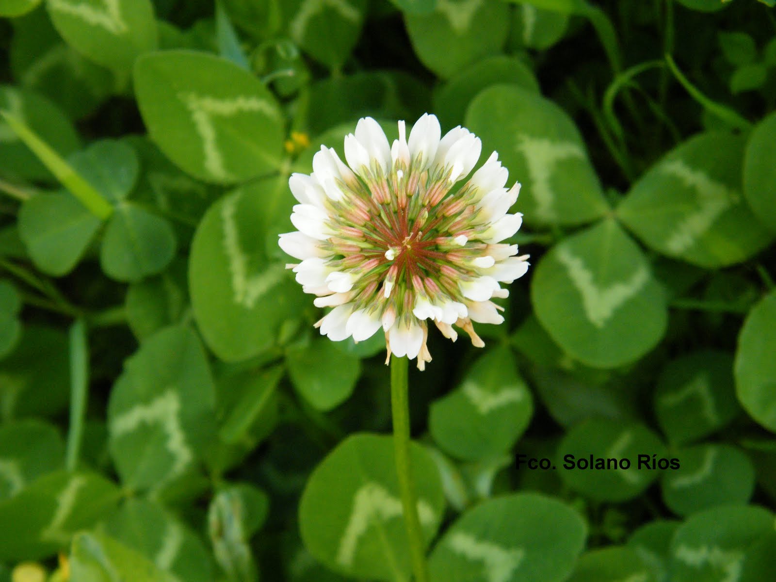 Mis amigas las plantas: El trebol blanco.