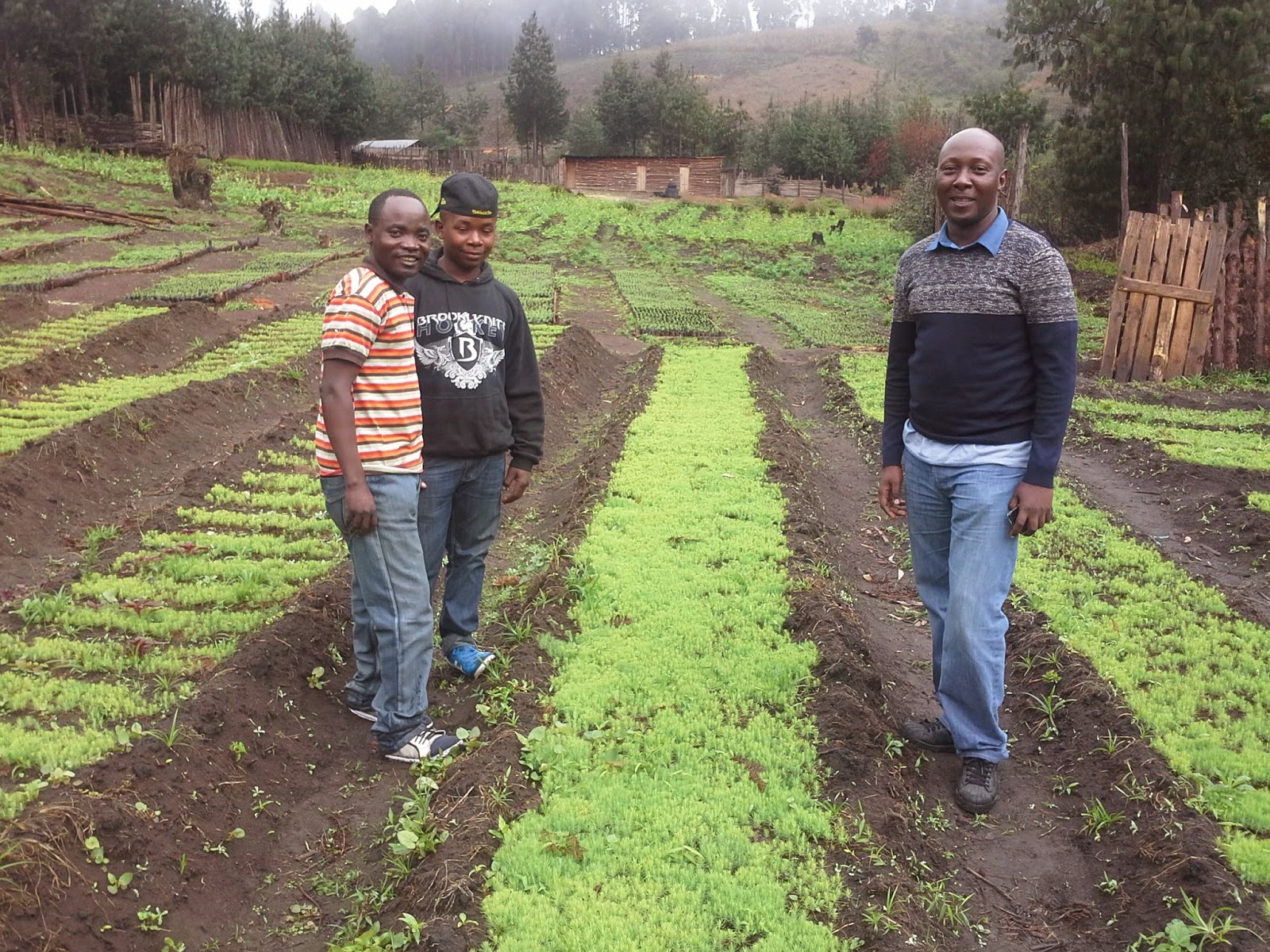 KILIMO CHA MITI KINAVYOZALISHA MAMILIONEA MKOANI IRINGA - Meshack Maganga