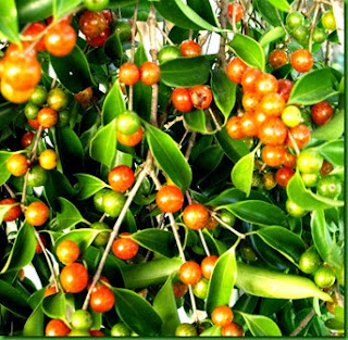 J Maropo: UTILIDADES DO CAMBUÍ NA SAÚDE HUMANA