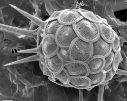 Over The Hills And Far Away: Cocolitofóridos y sus curiosas estructuras.
