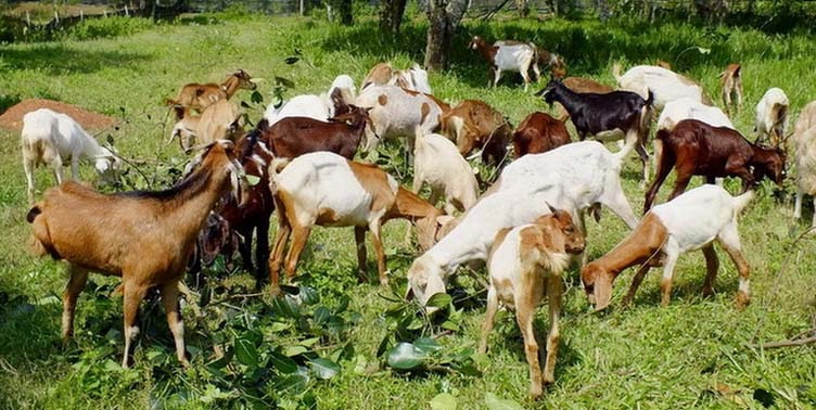 7 Jenis Kambing Potong (Pedaging) Yang Layak Dipelihara | Gemar Ternak ...