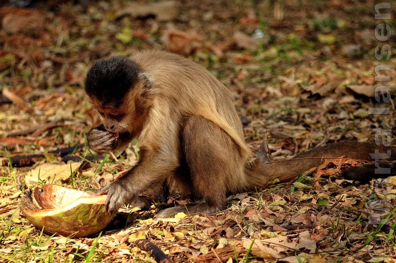 Captando a Luz: Macacos-prego gostam de coco