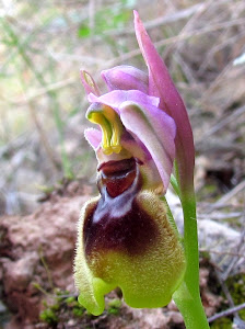 REFLEXIONES: Cayetano Ripoll, maestro, última víctima de la Inquisición
