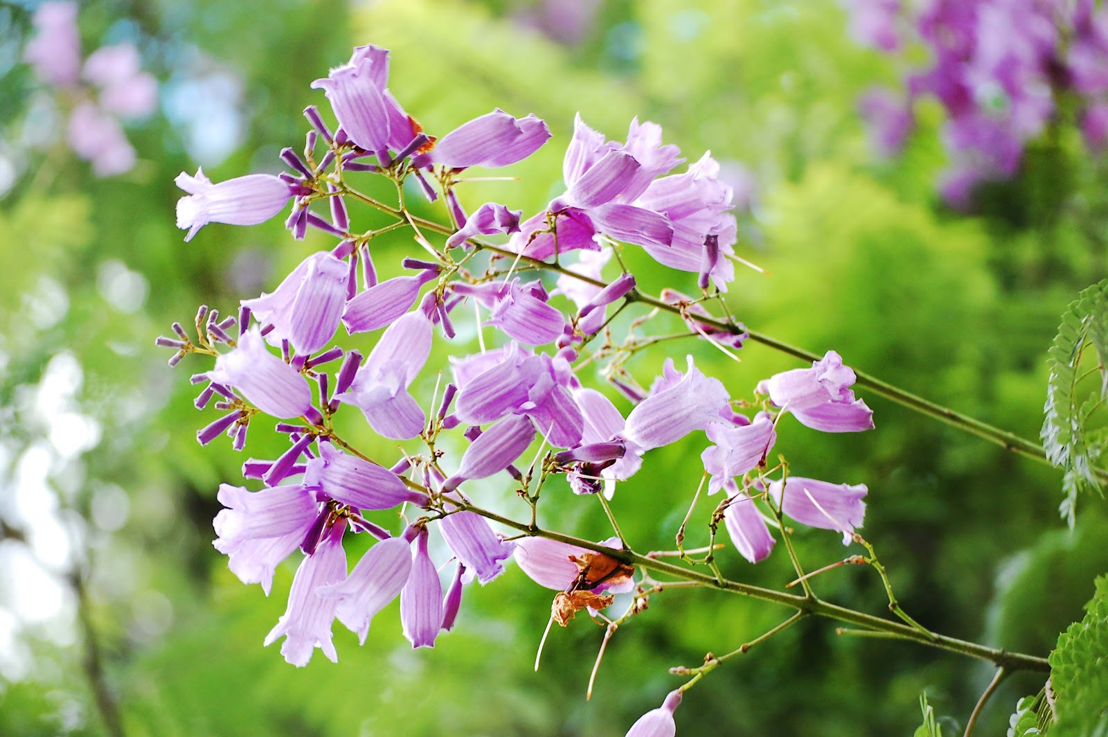 Pueblo Girardota: Agüita de Gualanday