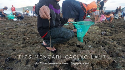 Cara Mendapatkan Cacing Laut Sebagai Umpan Mancing ~ Barracuda Store