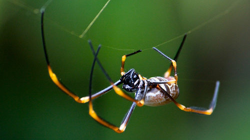 Cape Tribulation Accommodation: 7 Interesting Spiders of the Daintree
