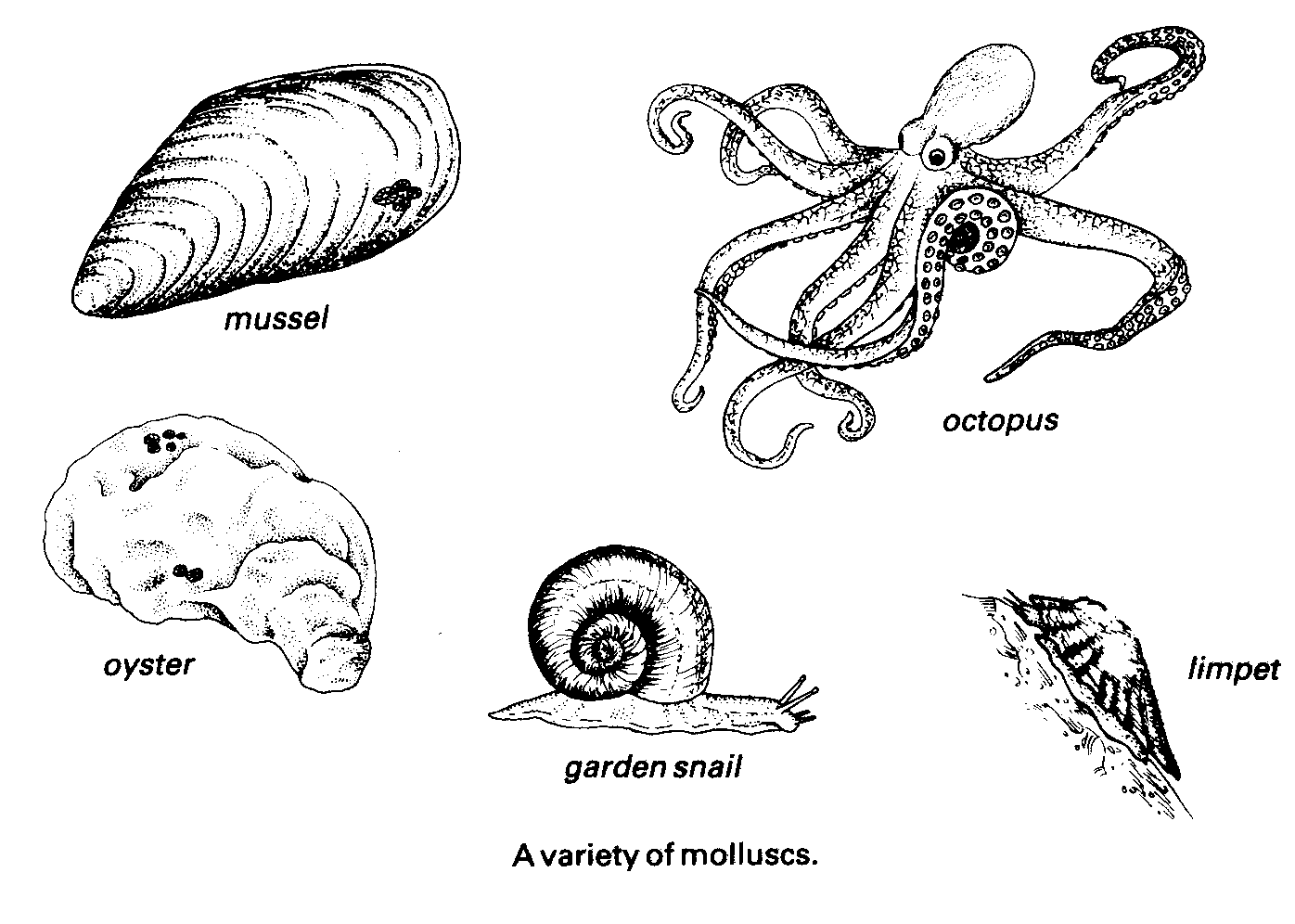 Journaling - In Your Own Words: Do You Know...Your Animals?