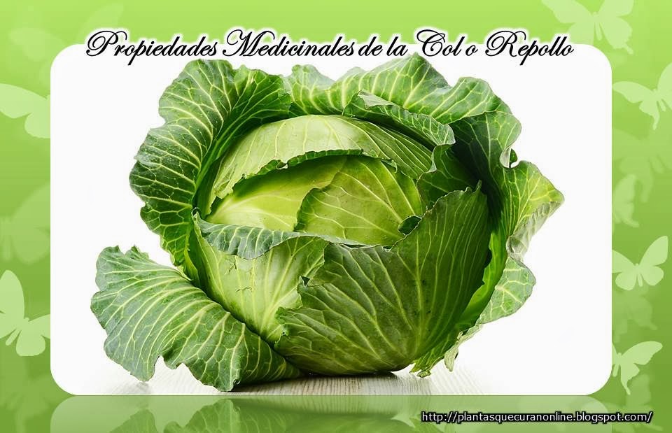 Plantas Medicinales: Propiedades medicinales de la col o repollo