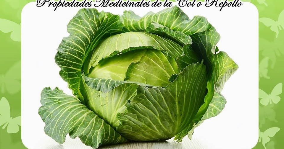 Plantas Medicinales: Propiedades medicinales de la col o repollo
