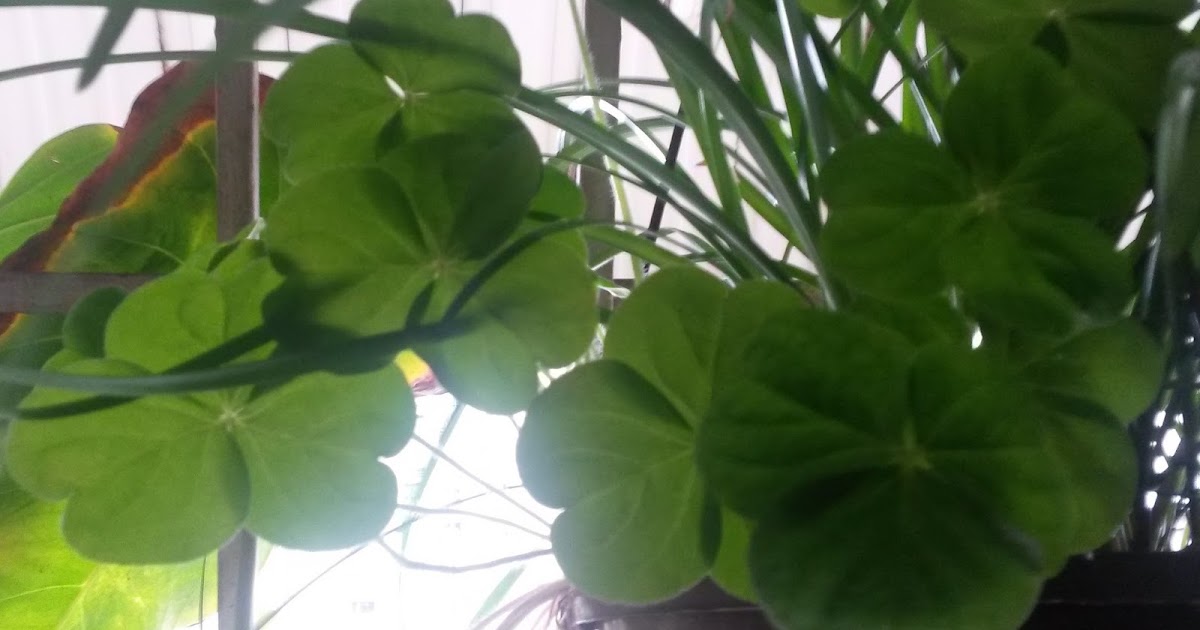 LARANAVERDE: Trébol cual cuarzo azul