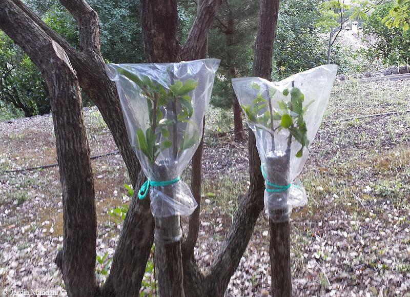 Sangrando en verde: Acodo aéreo de dos hijuelos de granado borde ...