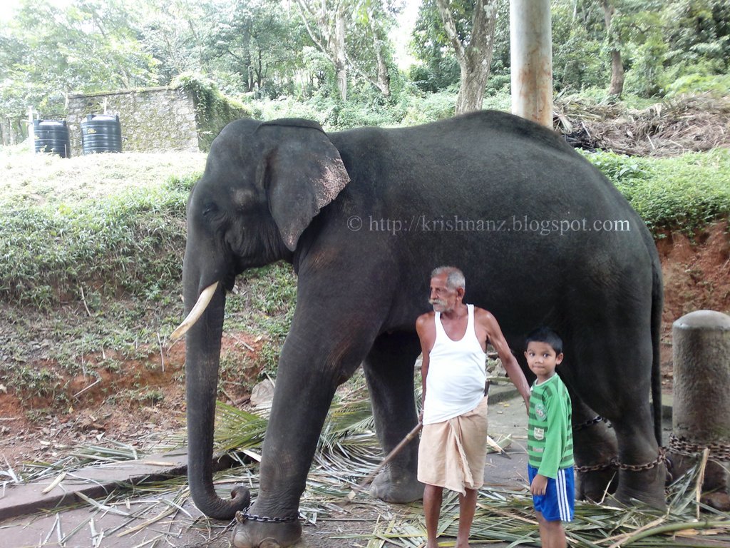 Elephant cage at Konni - TravelersOutlook: Travelers Photo Gallery