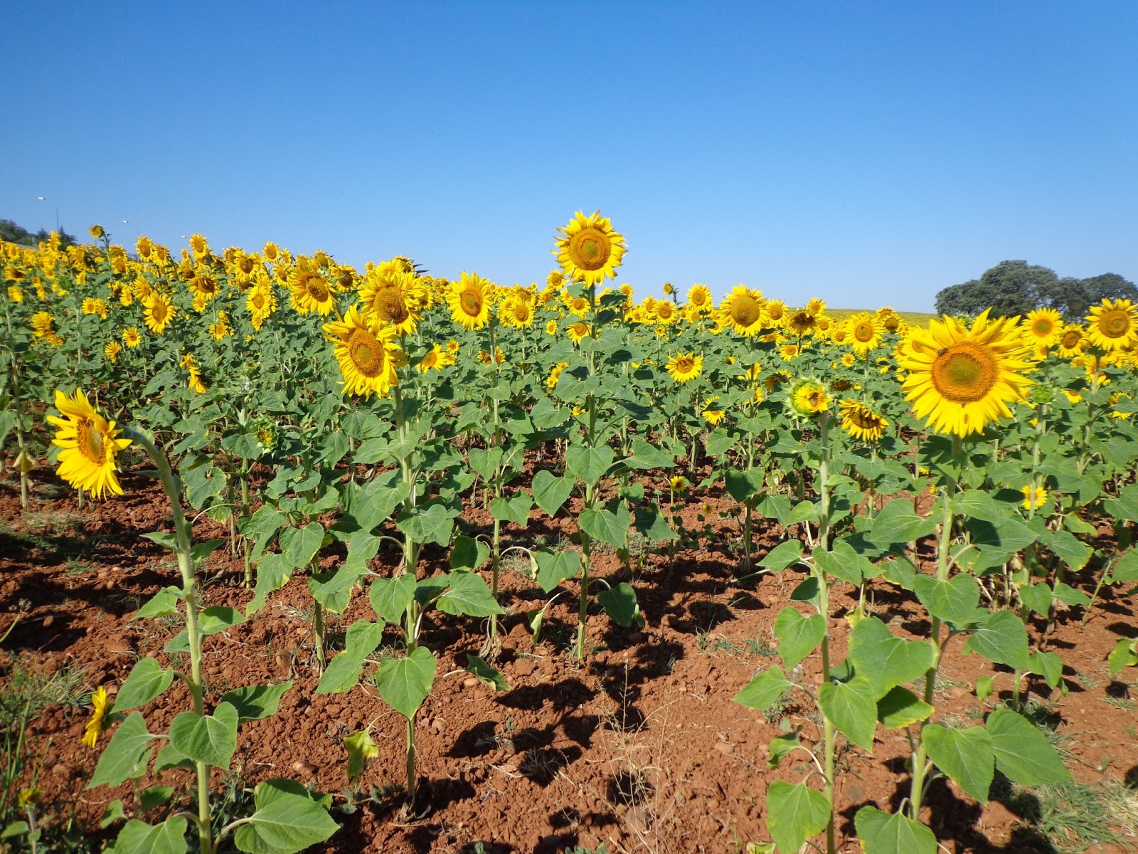 Sunflowers in the south of Spain