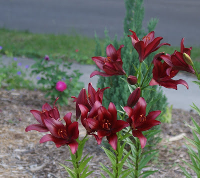 Visit My Garden: LA Hybrid Lilies