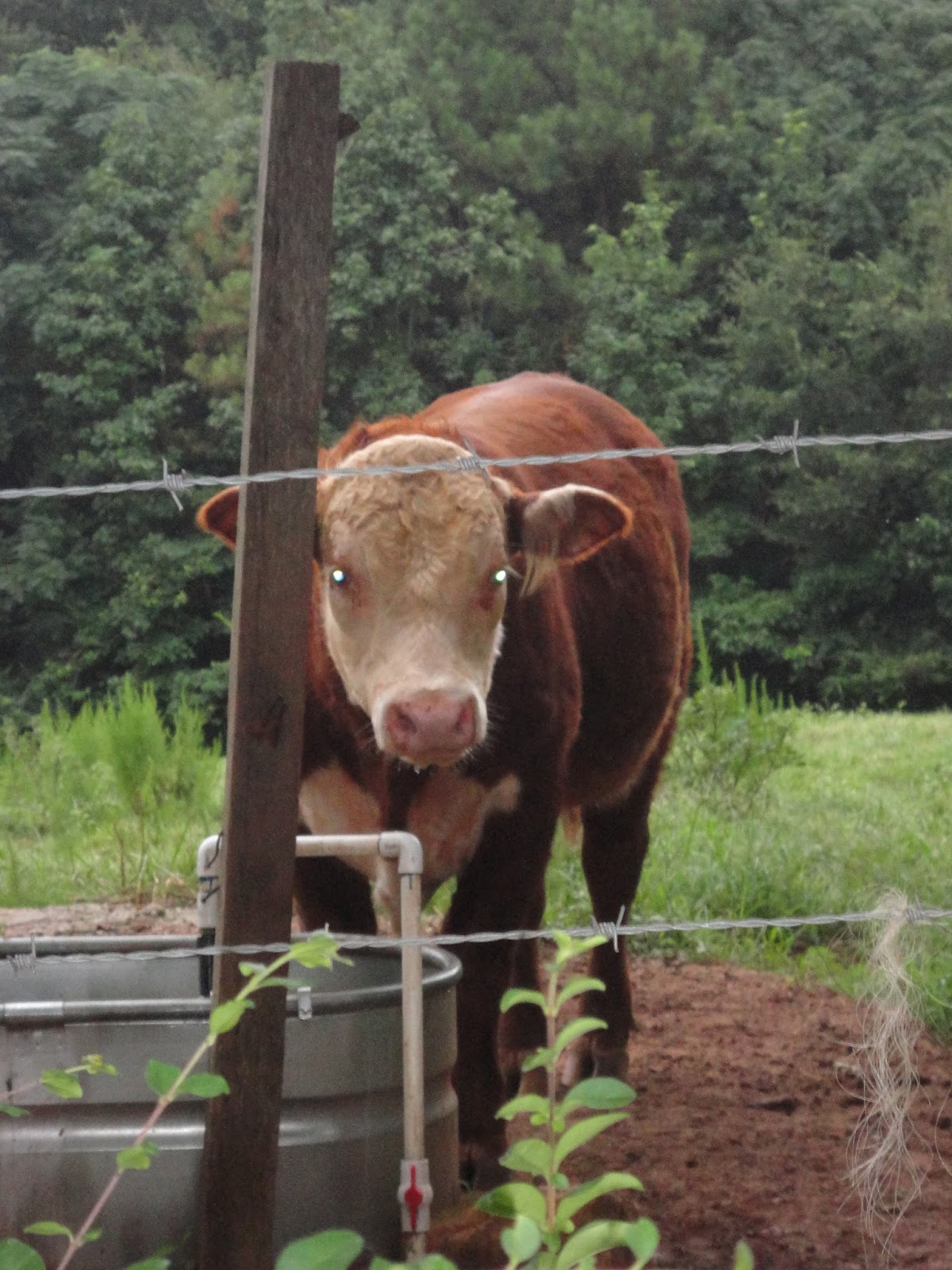 My story in recipes: Fresh Cornbread