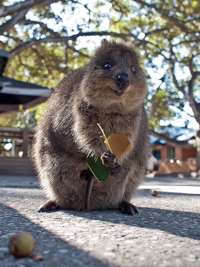 The Quokka - cuteanimalsworld