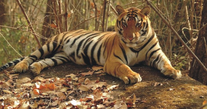 Tiger Conservation in India, The Case for Government Involvement in ...