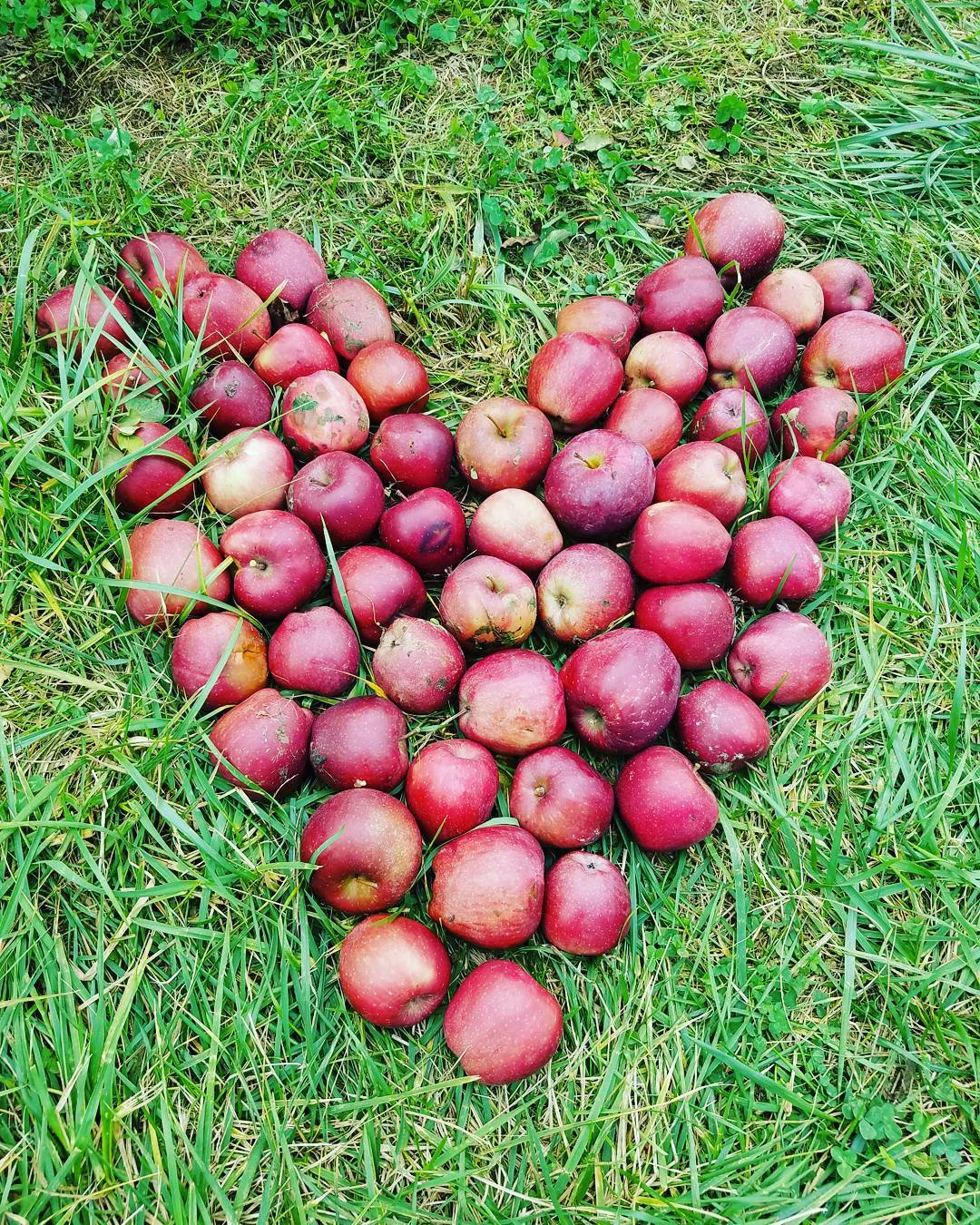 mansanas - philippin news collections