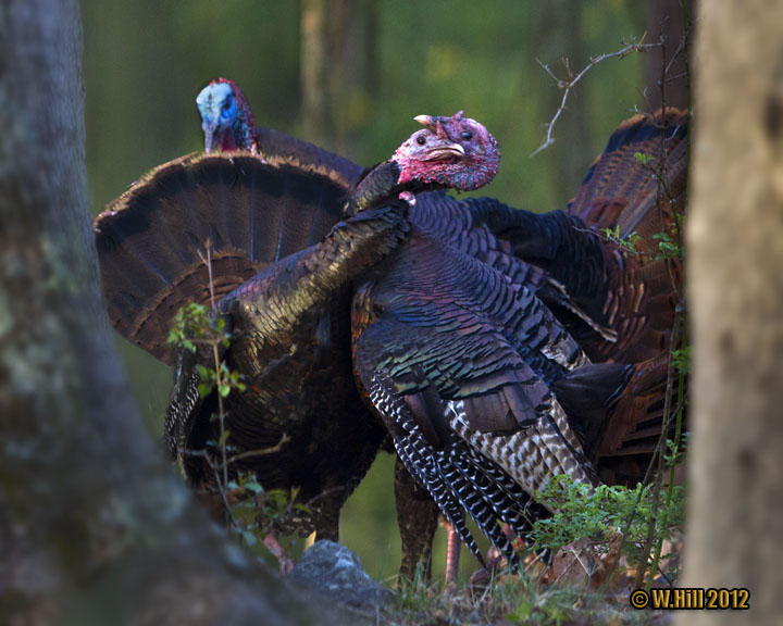 Pennsylvania Wildlife Photographer: Eastern Wild Turkey: Jakes Fighting