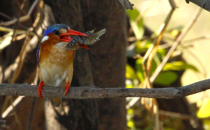Abejarucos... y otros animales: Martines pescadores de Botswana: color ...