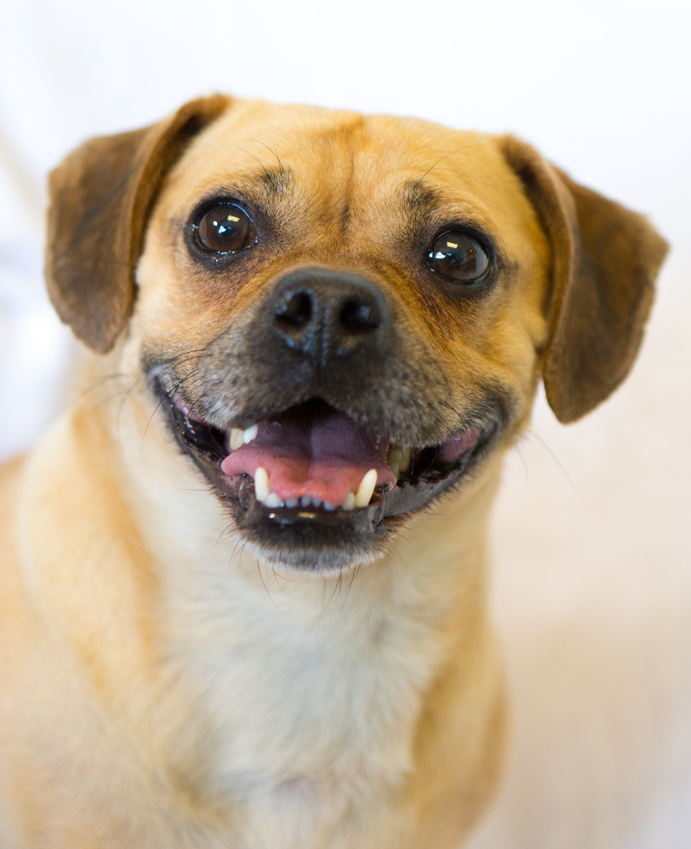 Shelter Dogs of Portland: "MUGGLE" a friendly and lively Puggle