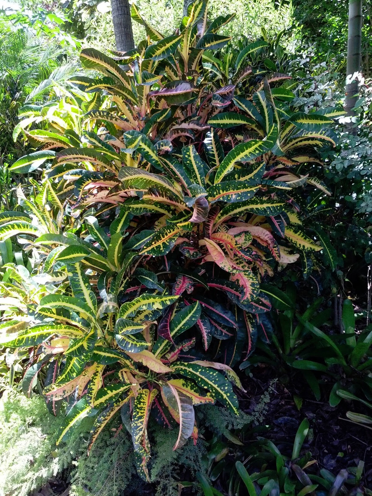 Gardening South Florida Style: Mounts Botanical Garden - Tropical Fruit ...