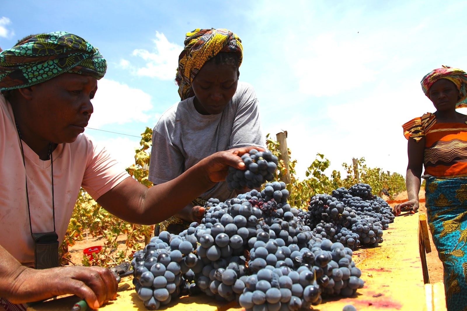 A U D A X - K A G E R A: SHAMBA LA ZABIBU LA WAZIRI MKUU MIZENGO PINDA