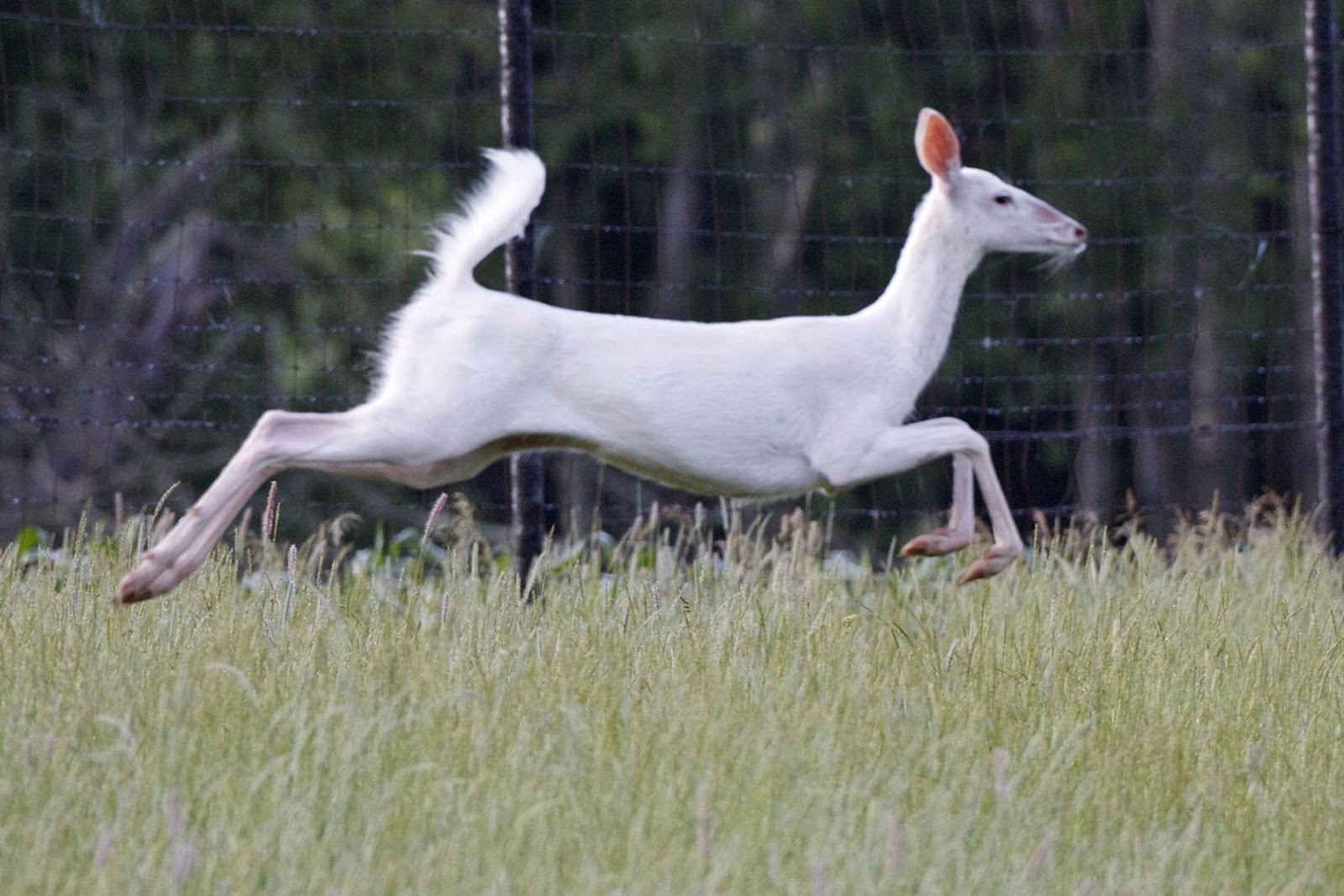 White Deer Picture - The Animal Life