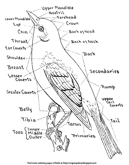 Crayon Palace: Topography of A Bird