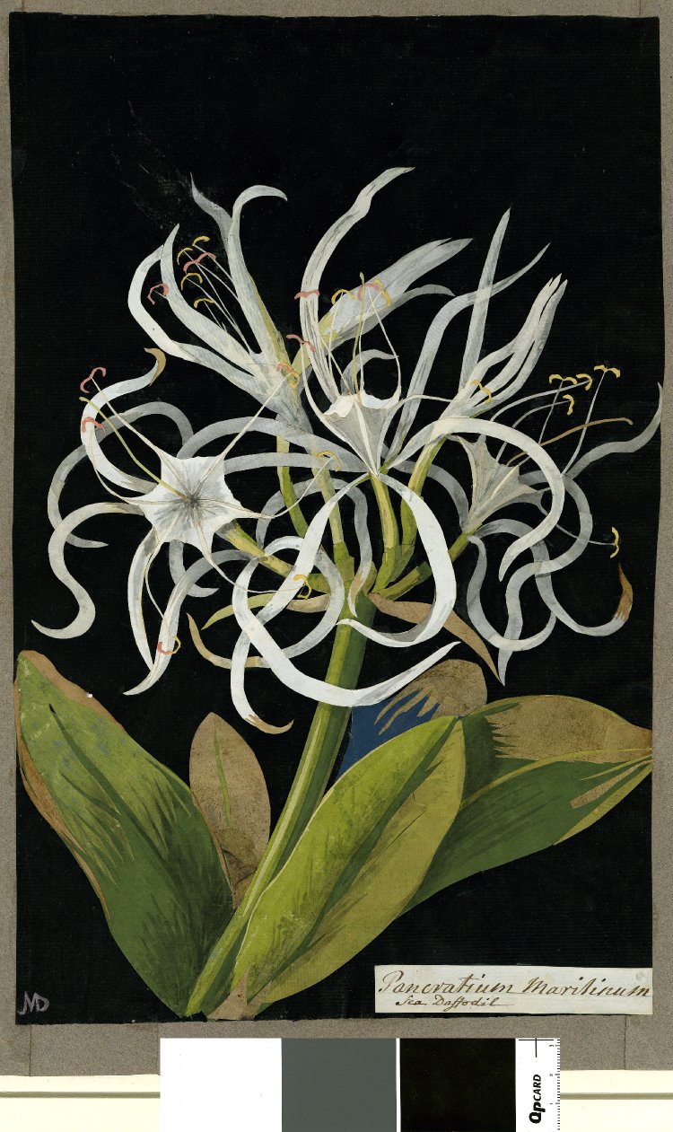 nickyskye meanderings: Mary Delany, collage artist of flowers in the 1700's