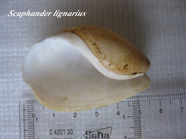 CUNCHAS DE ESTEIRO: Scaphander lignarius