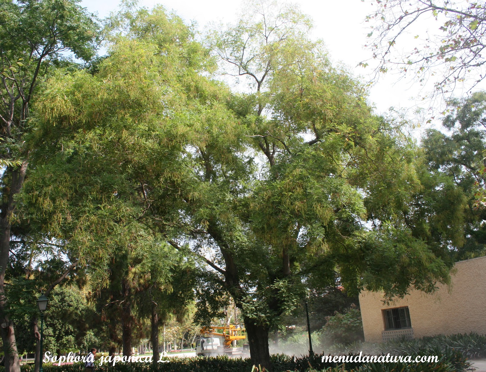 El Jardí de Menuda Natura: d’octubre 2012