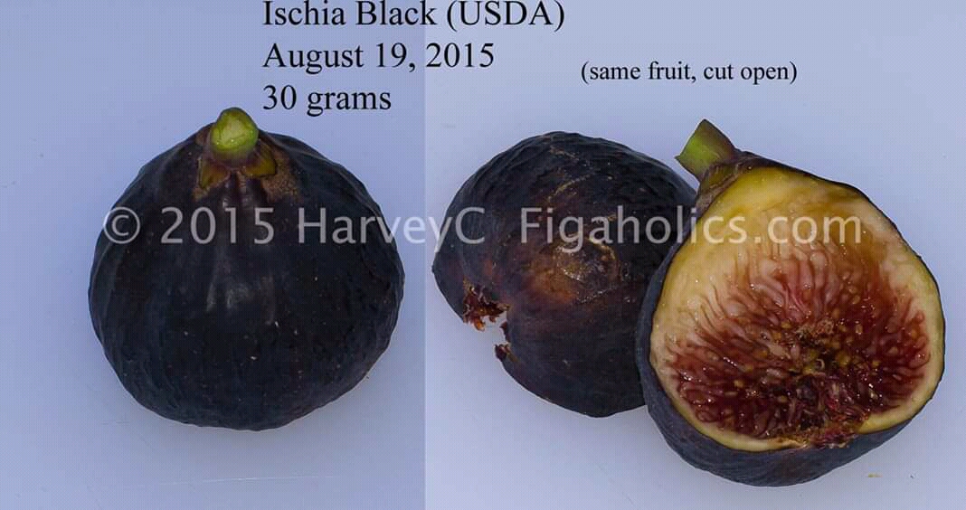 Black Ischia Fig - Var Tin