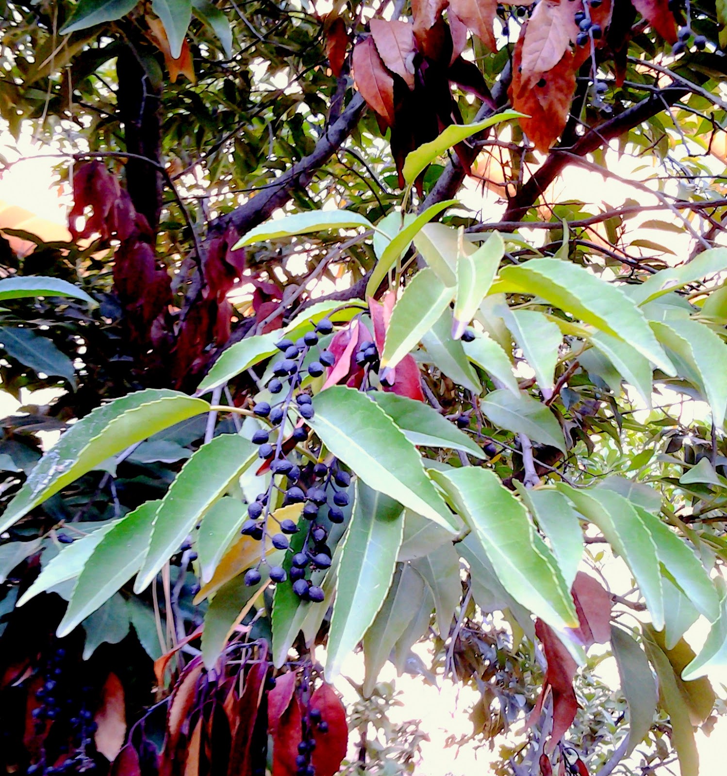 Árboles con alma: Laurel de Portugal. Loro. (Prunus lusitánico)