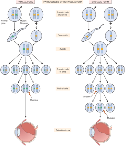 MBBS Medicine (Humanity First): Essential Alterations for Malignant ...