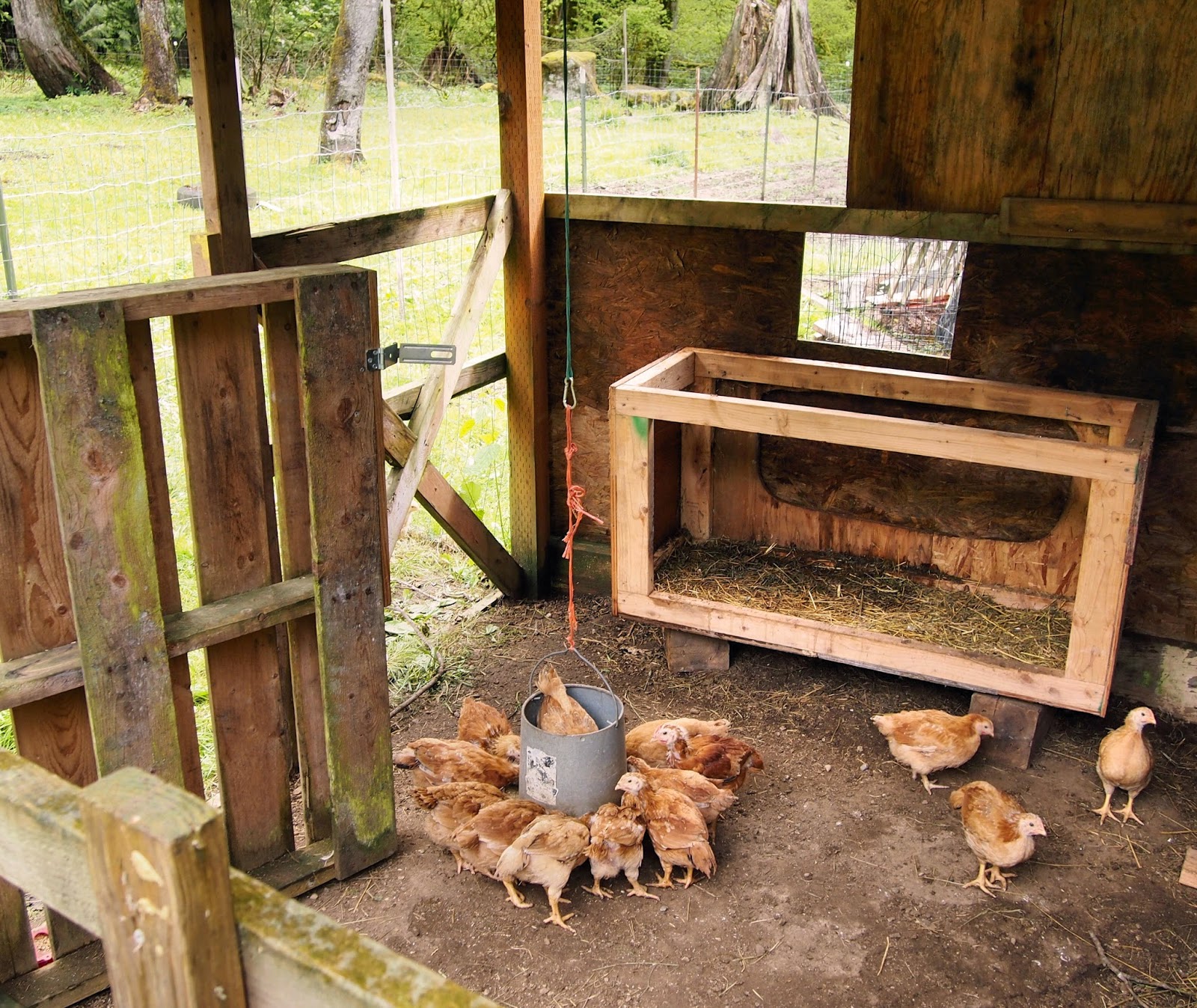 Twisted Fern Farm: Today's Sheep Shack Project: Brought to you by Banjo