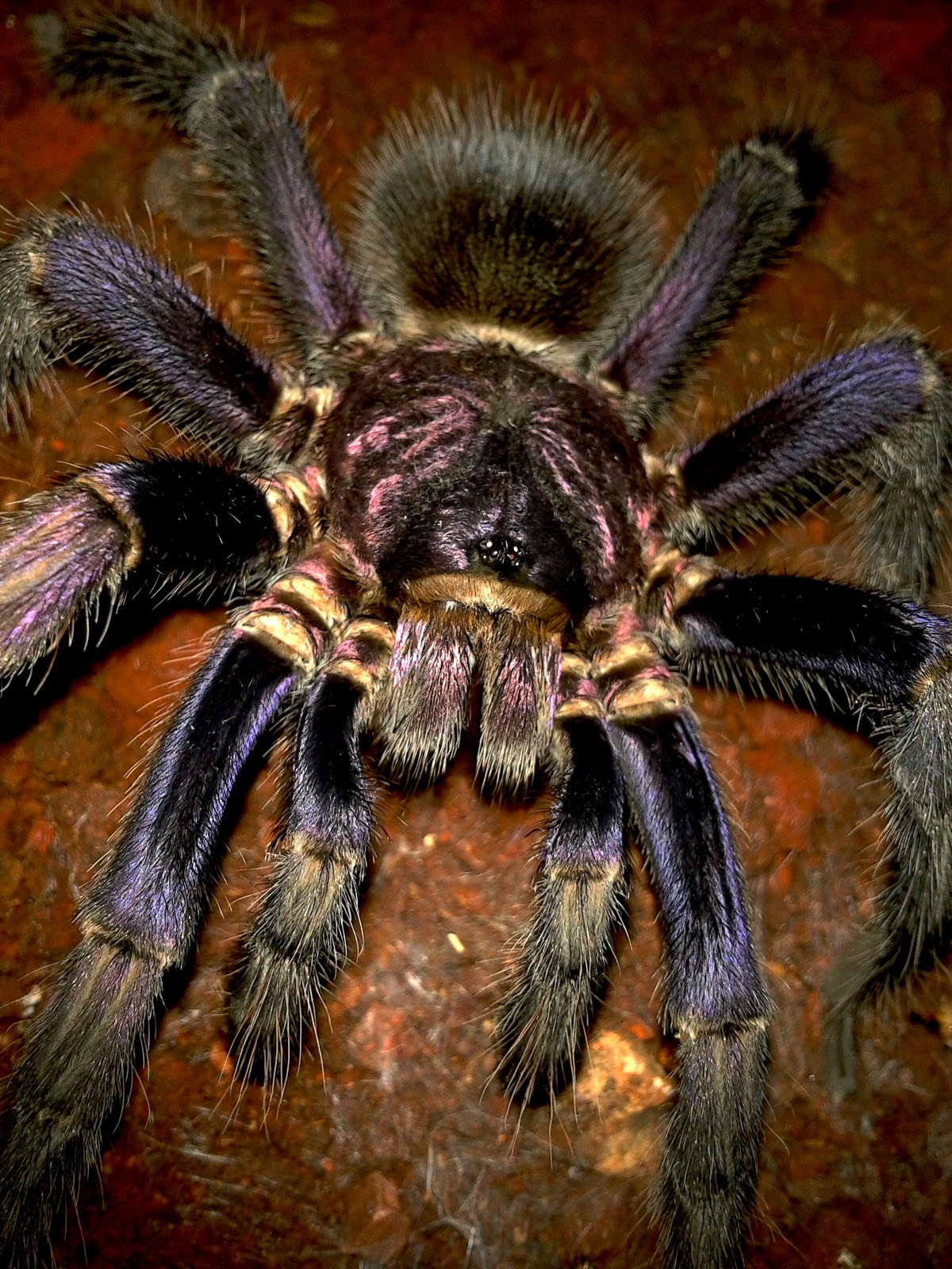 Dominican Spiders: Theraphosidae, Phormictopus cancerides