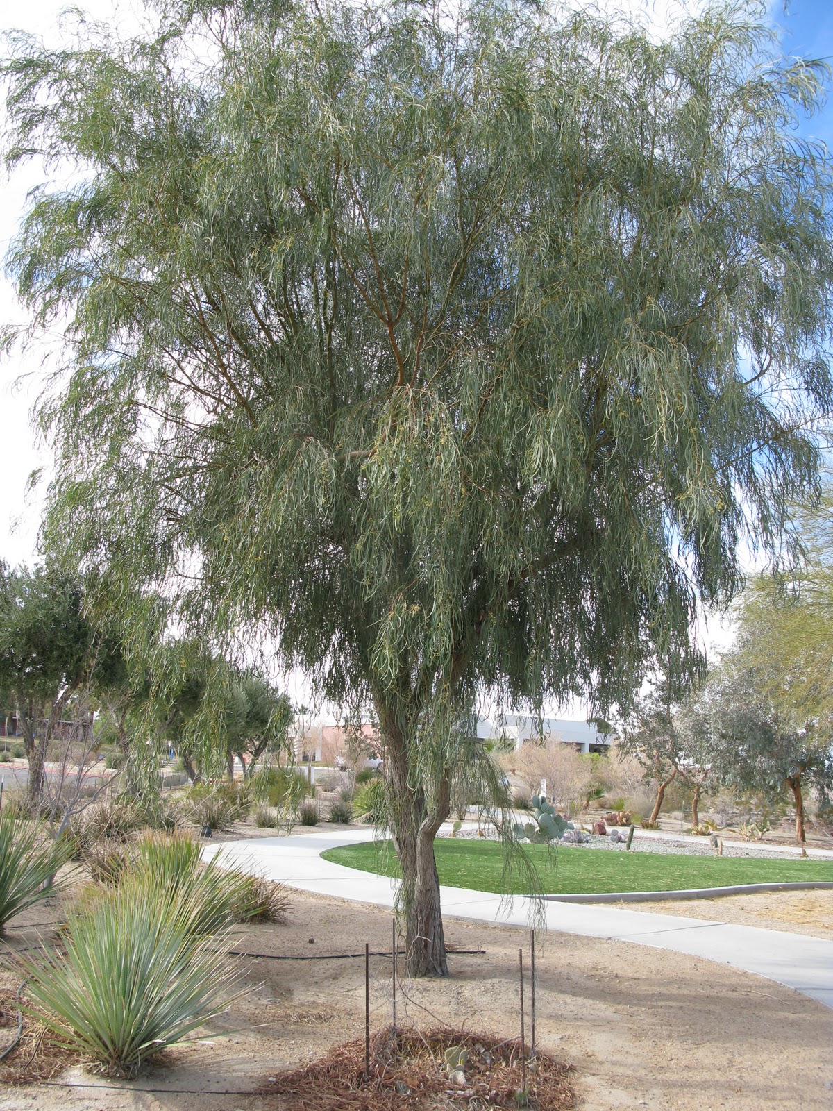 acacia stenophylla | Landscaping inspiration, Desert garden, Backyard