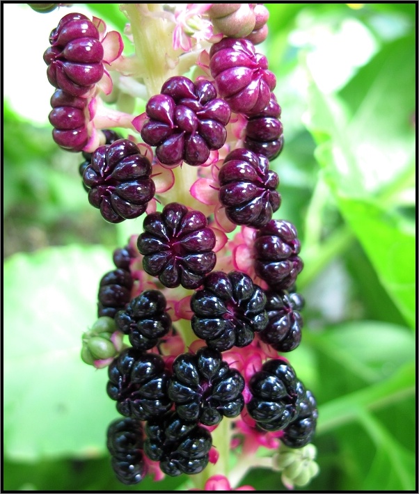 ROCOPLAYA ... o cestování: Podruhé v univerzitní Botanické zahradě