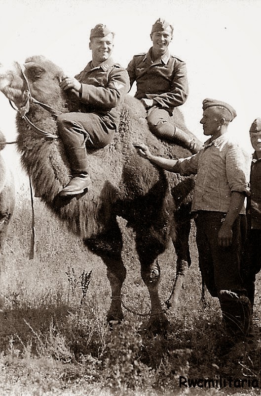 NAZI JERMAN: Foto Kamel (Unta) dan Tentara Jerman