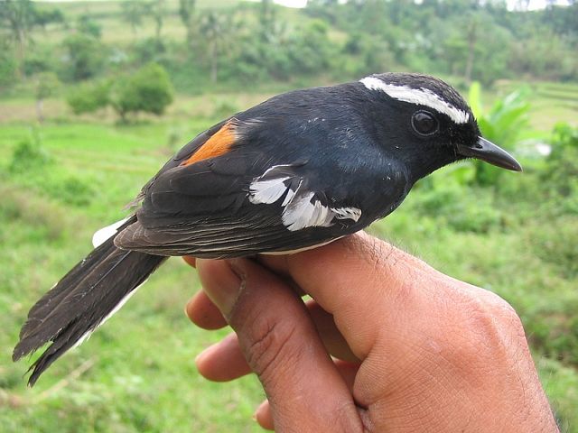 Copsychus Luzoniensis | Novita Bird Farm