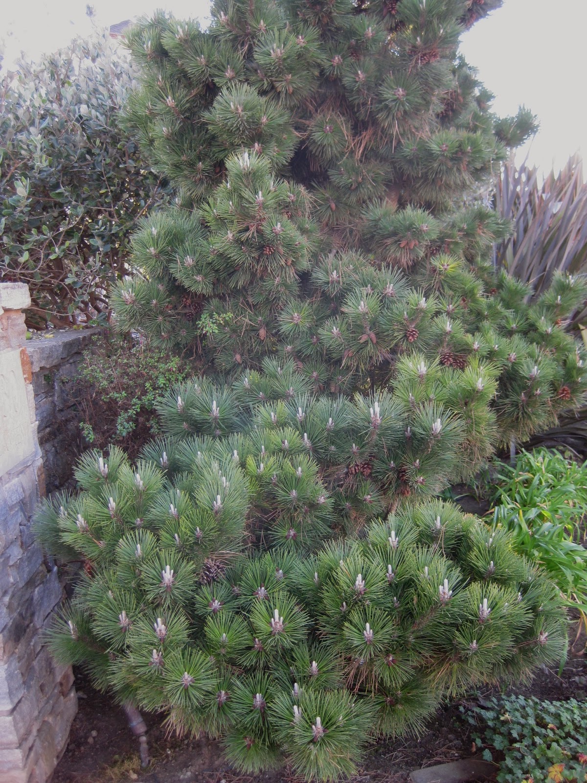 Trees of Santa Cruz County: Pinus nigra - Austrian Pine