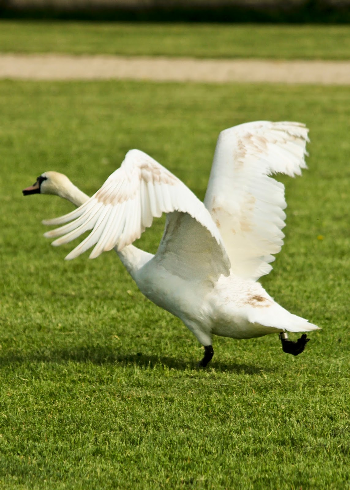 Swans,bees and flowers