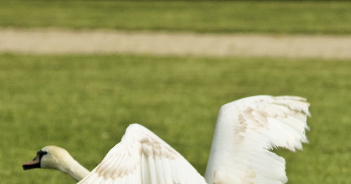 Swans,bees and flowers