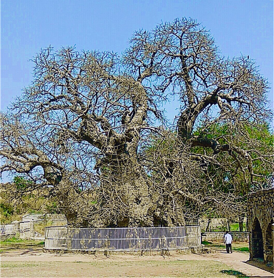 India: Naya Qila - An abandoned fort and treasures hidden inside a ...